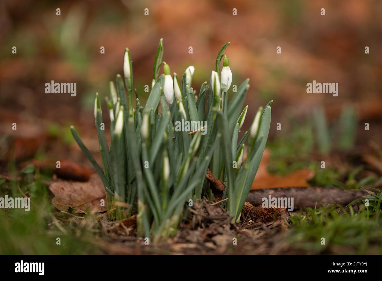 Budding snowdrop hi-res stock photography and images - Alamy