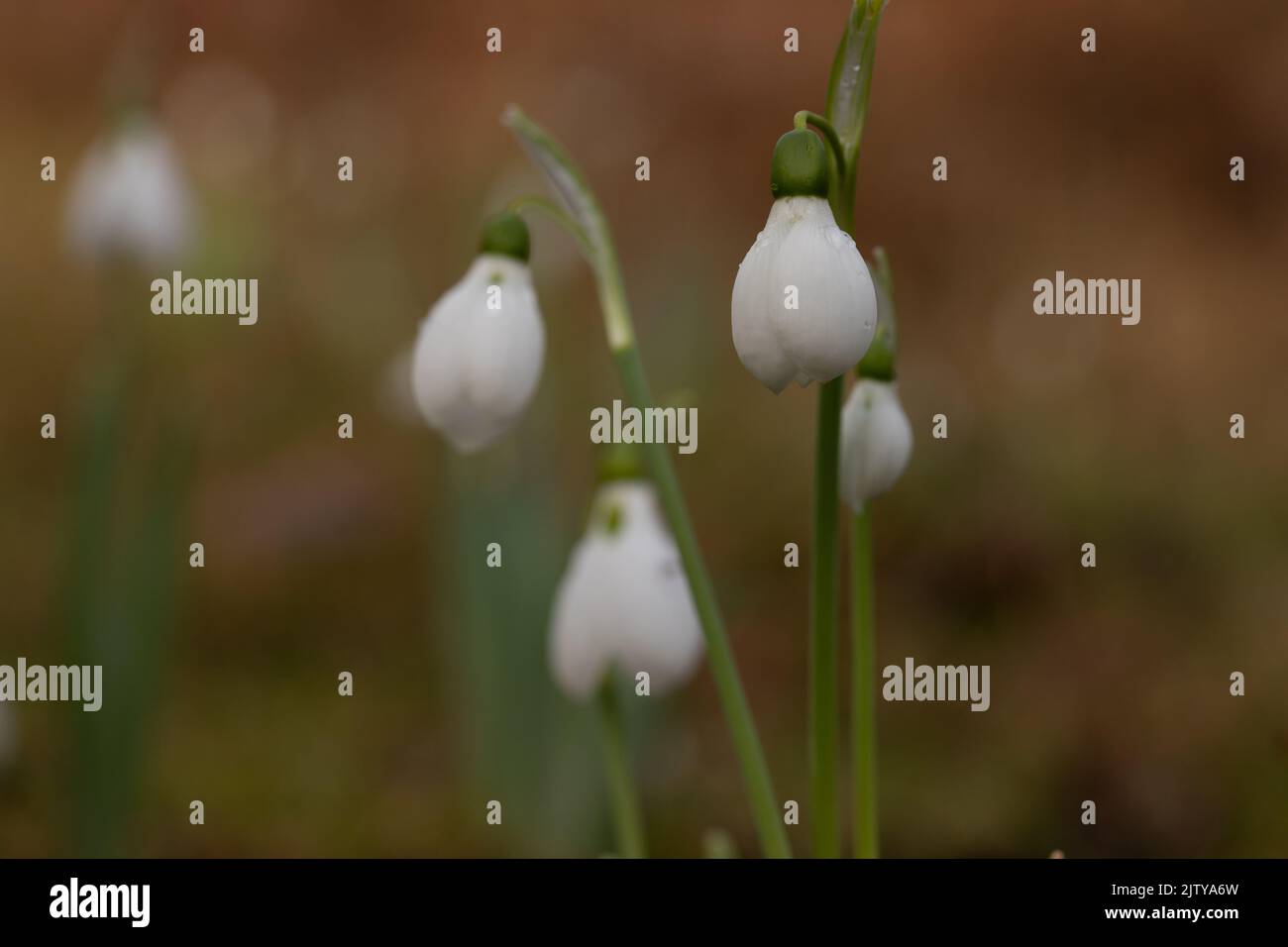 Budding snowdrop hi-res stock photography and images - Alamy