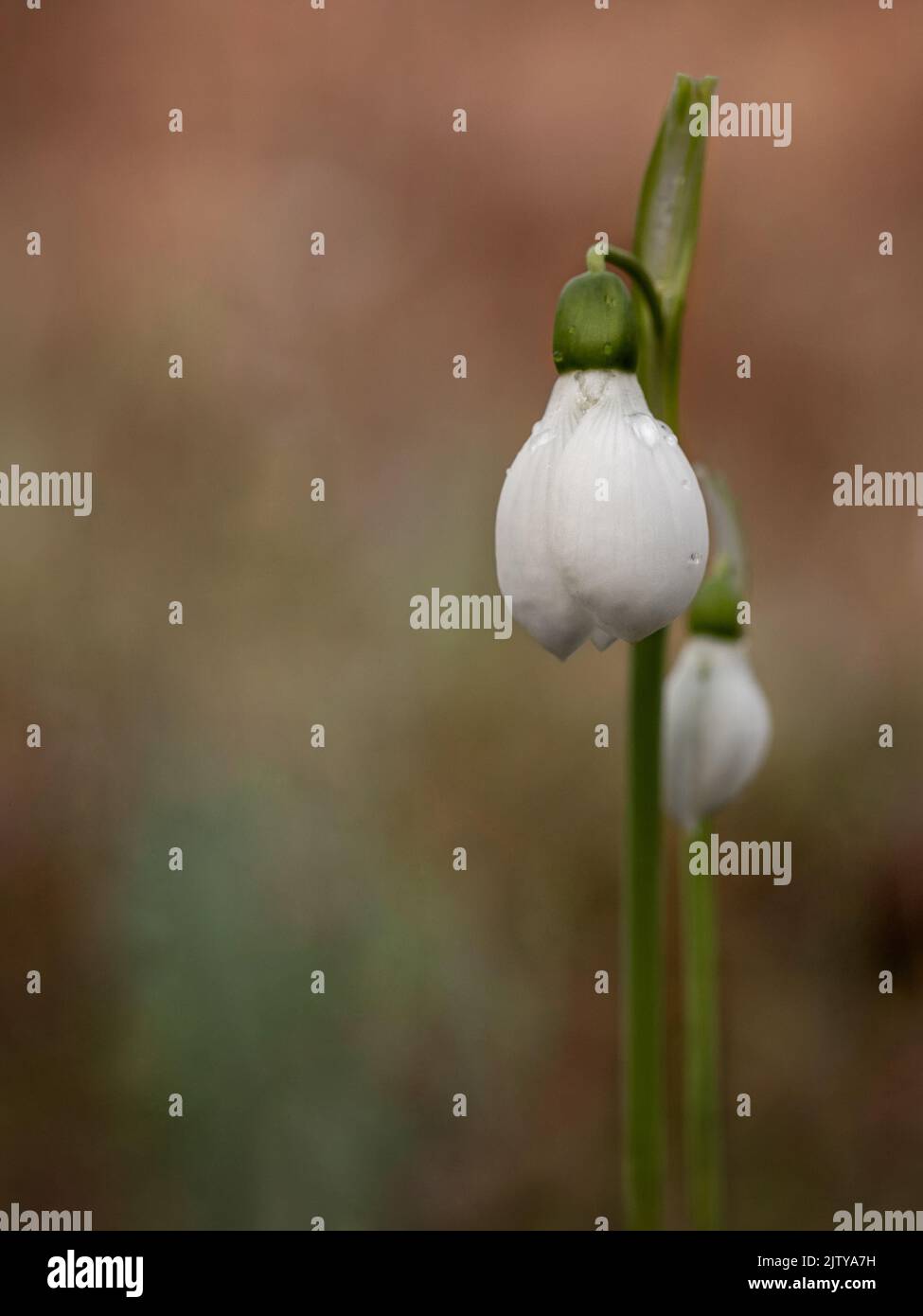 Budding snowdrop hi-res stock photography and images - Alamy