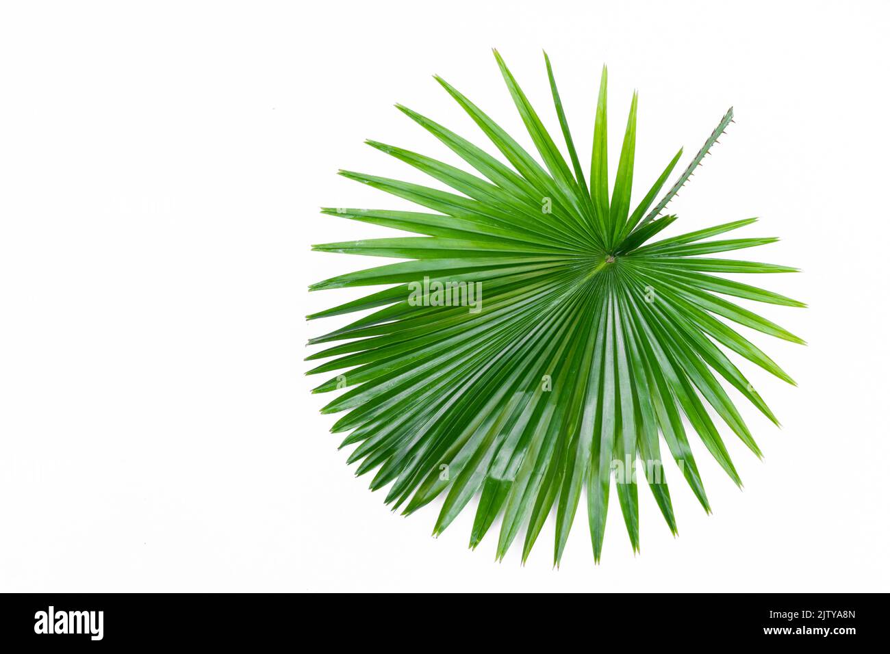 single green palm leaf close up on surface isolated White background ...