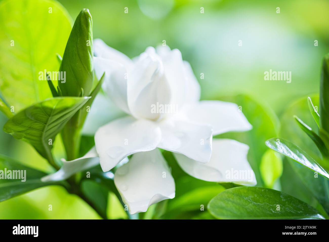 Pretty gardenia flower (Gardenia jasminoides) blooming Beautiful in ...
