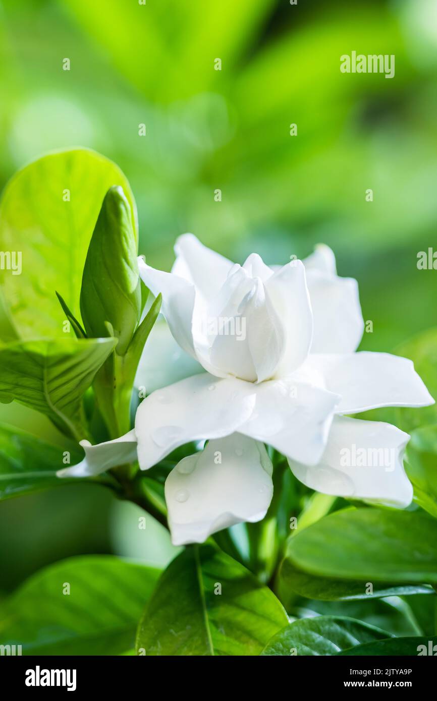 Gardenia Flower Wallpaper