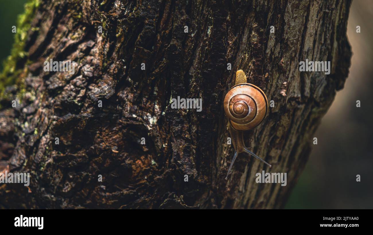 A closeup shot of a snail on a tree stump Stock Photo - Alamy