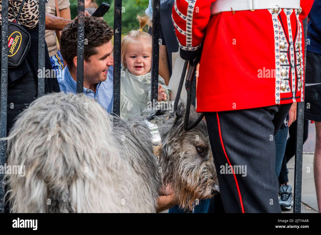 London, UK. 2nd Sep, 2022. Regimental Mascot, Irish Wolfhound Turlough ...