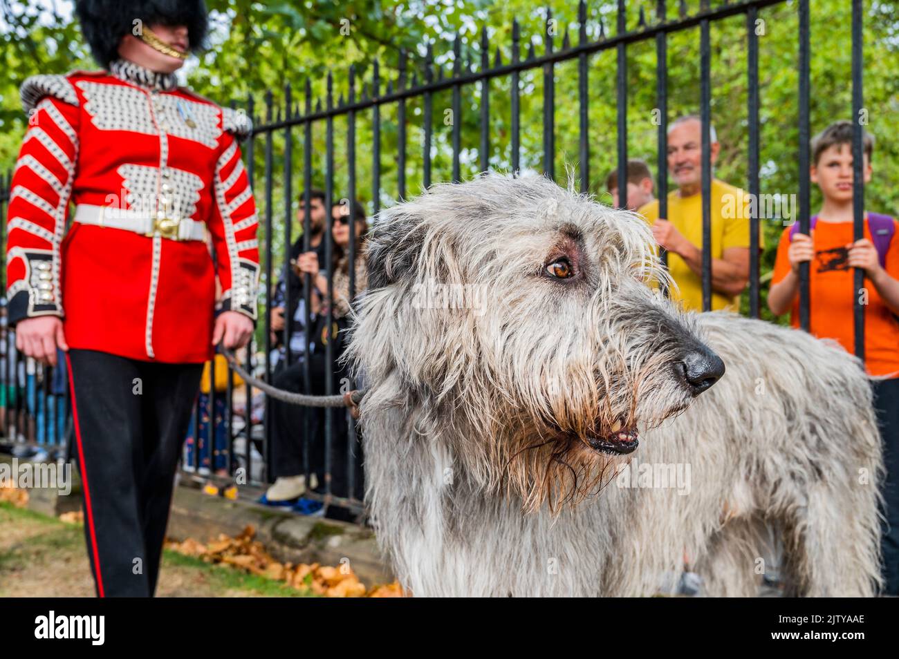 London, UK. 2nd Sep, 2022. Regimental Mascot, Irish Wolfhound Turlough ...