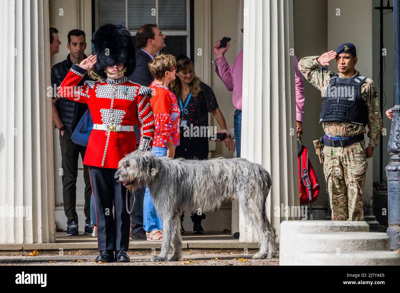 London, UK. 2nd Sep, 2022. Regimental Mascot, Irish Wolfhound Turlough ...