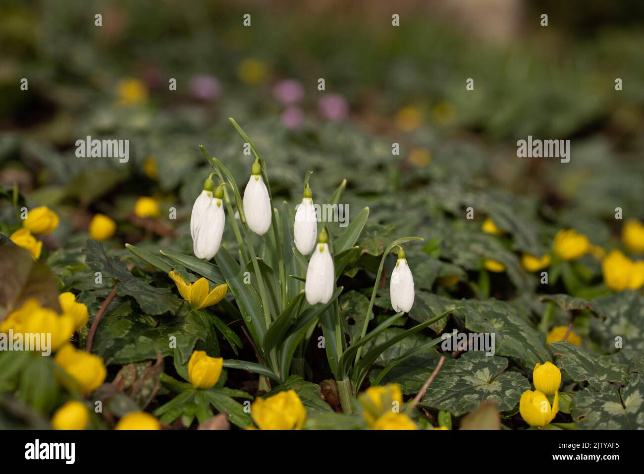Budding snowdrop hi-res stock photography and images - Alamy