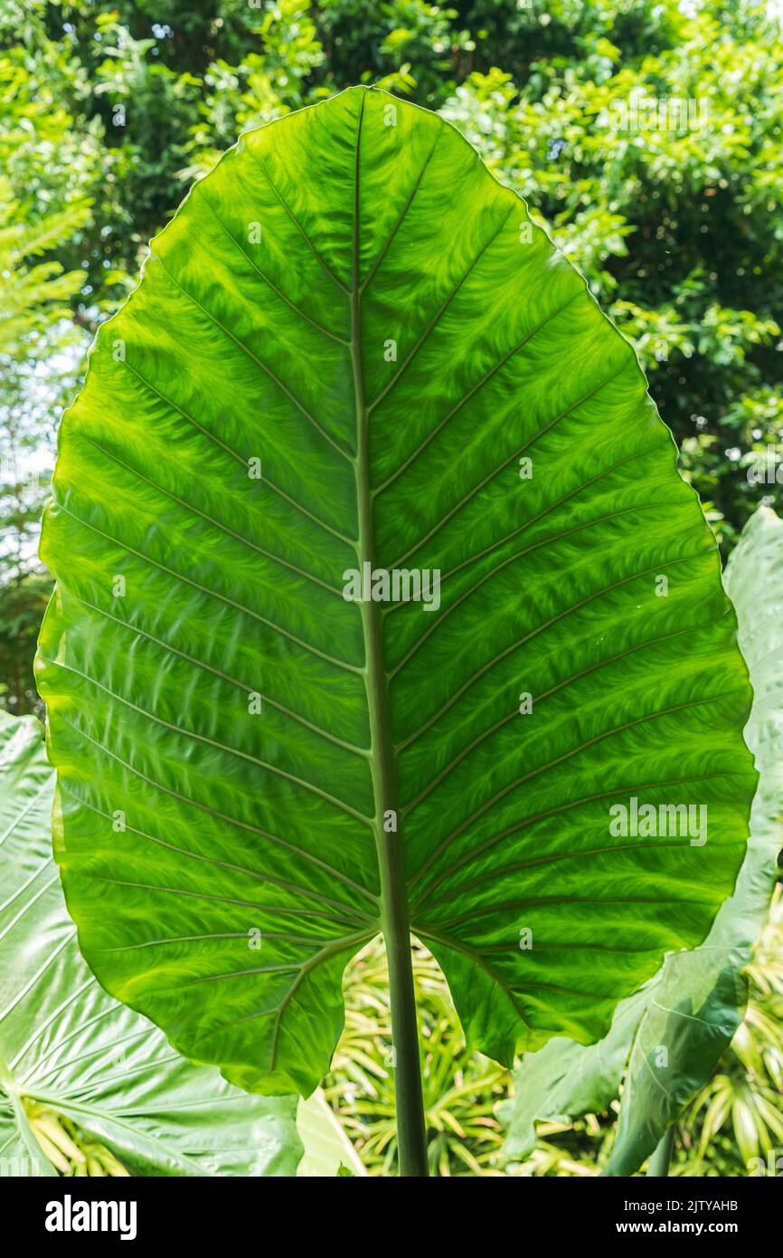 Triangle leaf hi-res stock photography and images - Alamy
