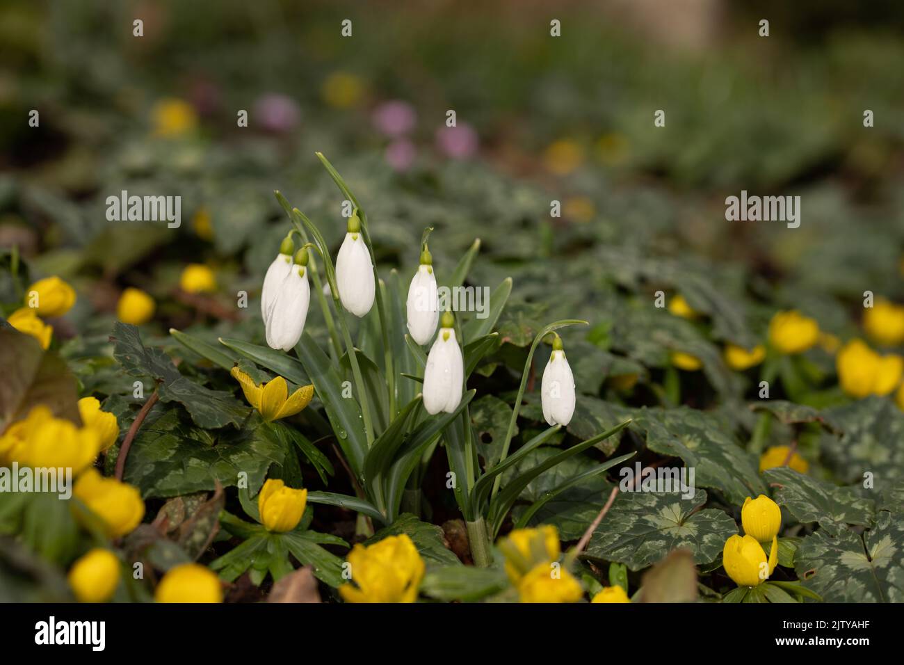 Budding snowdrop hi-res stock photography and images - Alamy