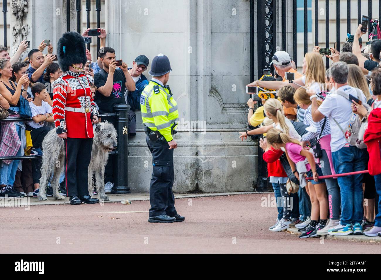 London, UK. 2nd Sep, 2022. Regimental Mascot, Irish Wolfhound Turlough ...