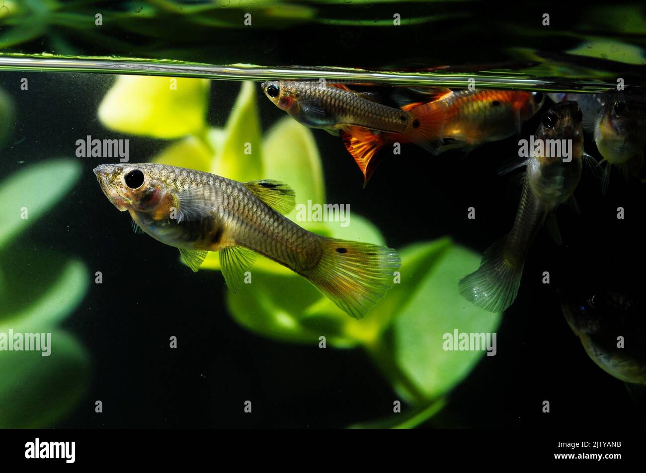 Guppy Multi Colored Fish in a Tropical Acquarium Stock Photo - Alamy