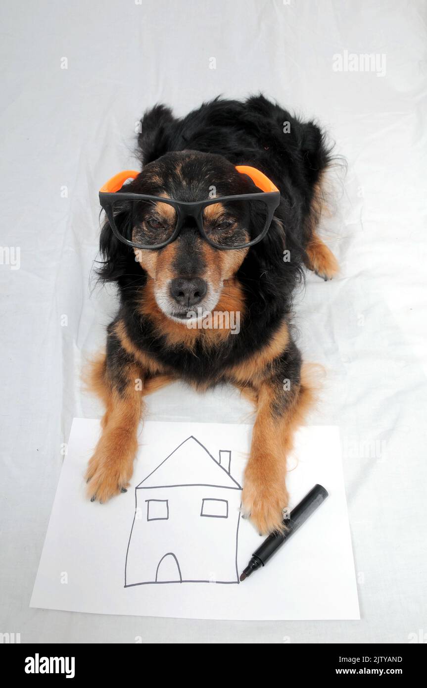 Cute Puppies With Glasses And A Mustache