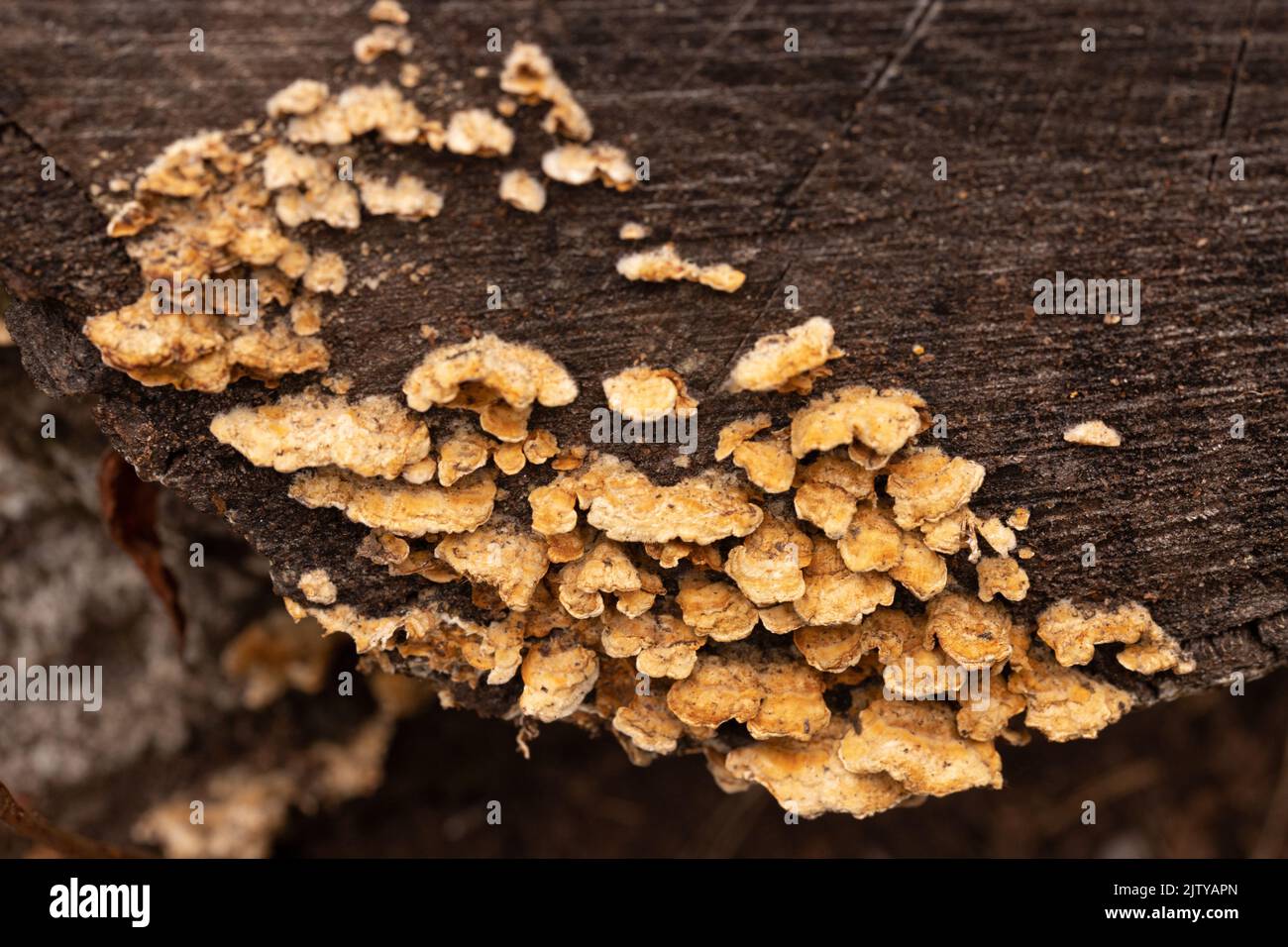 Mushrooms fungus on old hi-res stock photography and images - Alamy