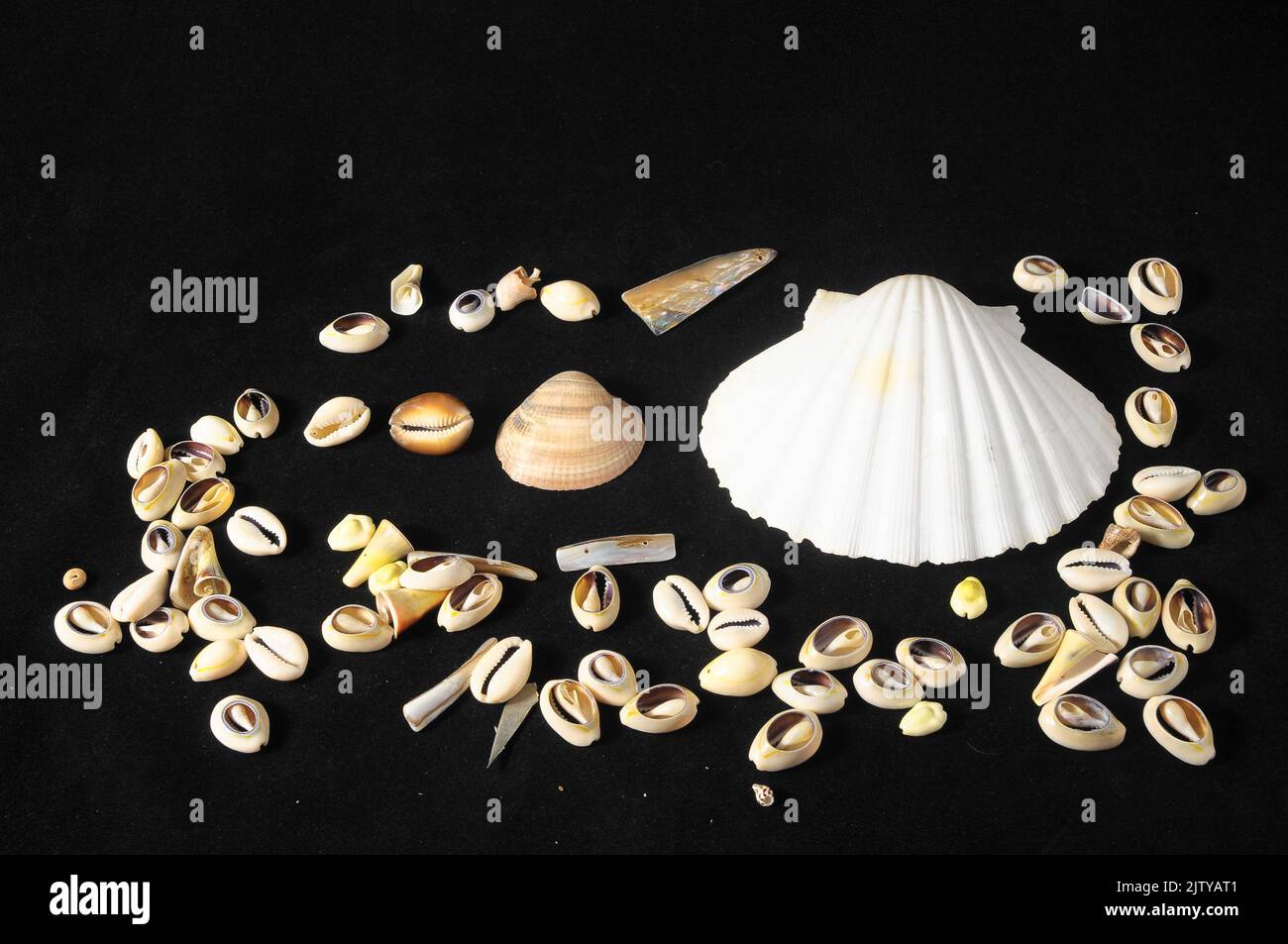 A group of textured limestone sea shells isolated on the black ...