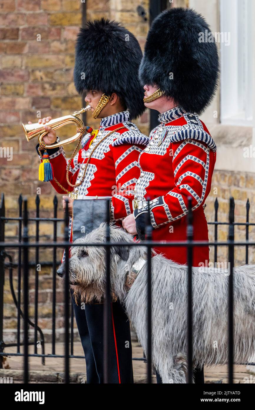 London, UK. 2nd Sep, 2022. Regimental Mascot, Irish Wolfhound Turlough ...