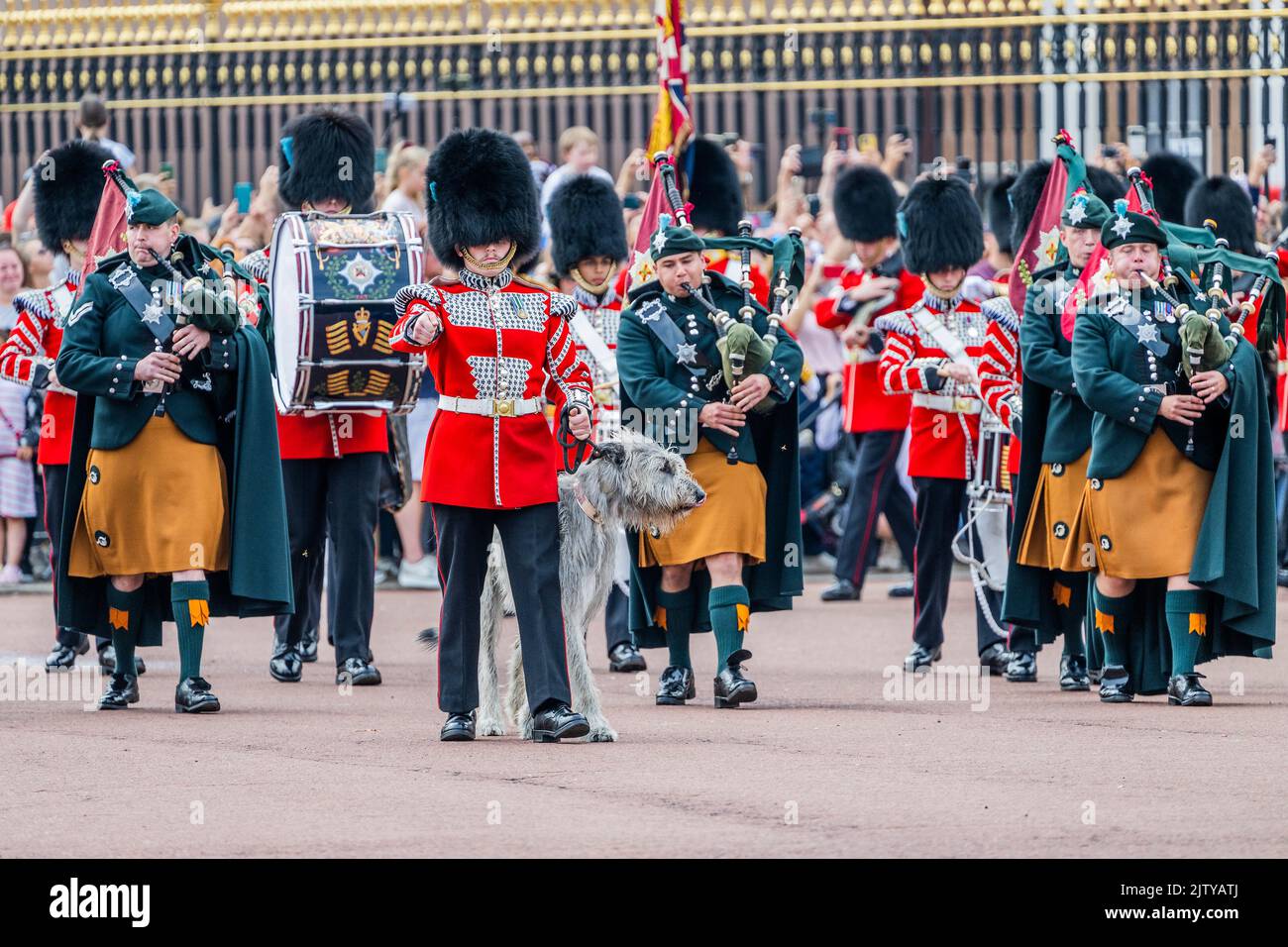 London, UK. 2nd Sep, 2022. Regimental Mascot, Irish Wolfhound Turlough ...