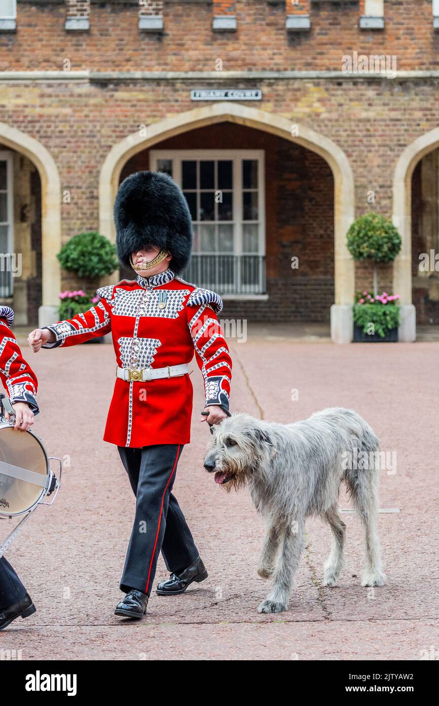 London, UK. 2nd Sep, 2022. Regimental Mascot, Irish Wolfhound Turlough ...