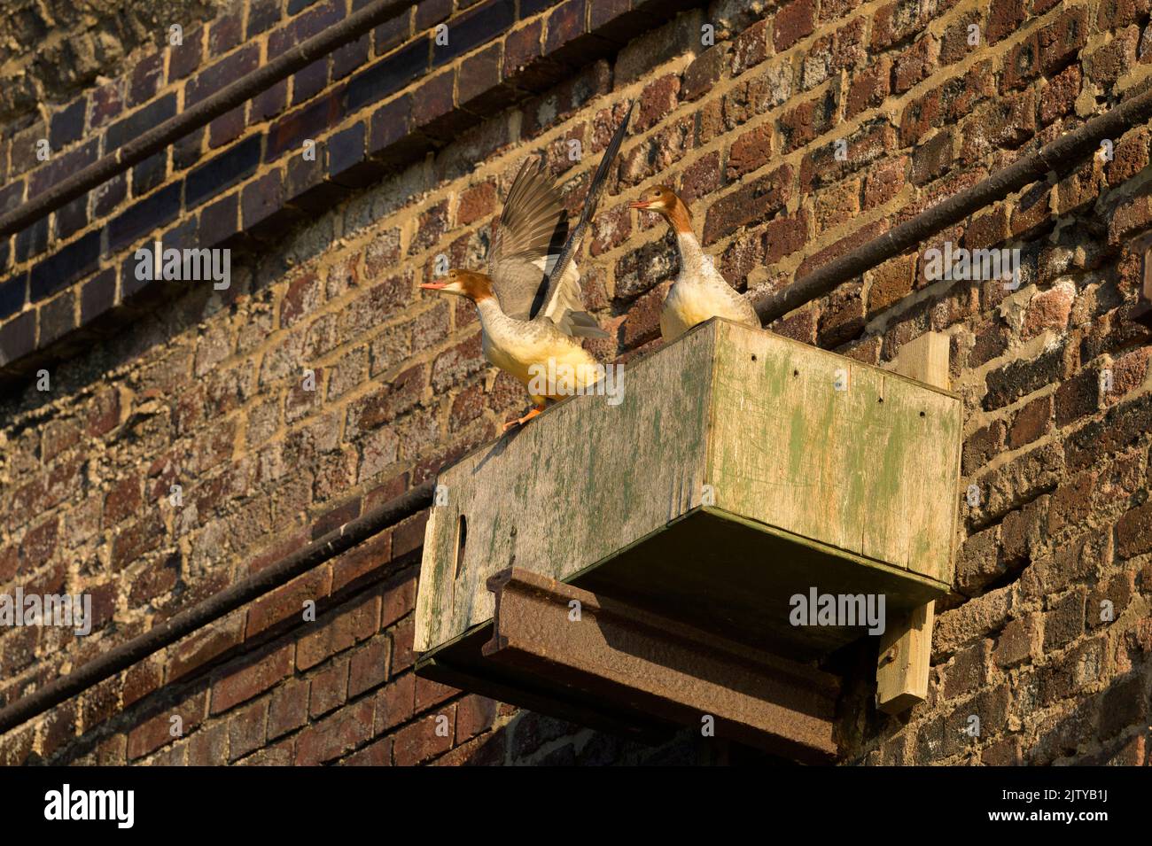 Goosander (Mergus merganser) female flying up to nest box. April ...