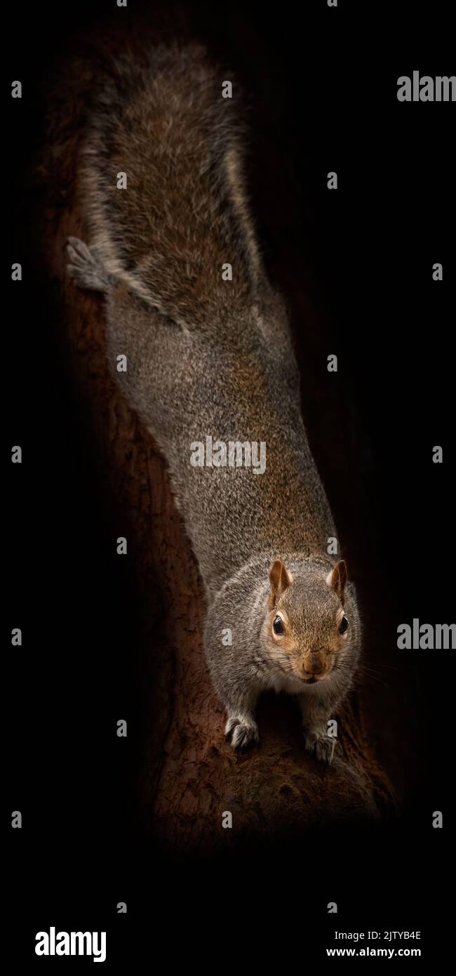 Black squirrel on tree branch hi-res stock photography and images - Alamy