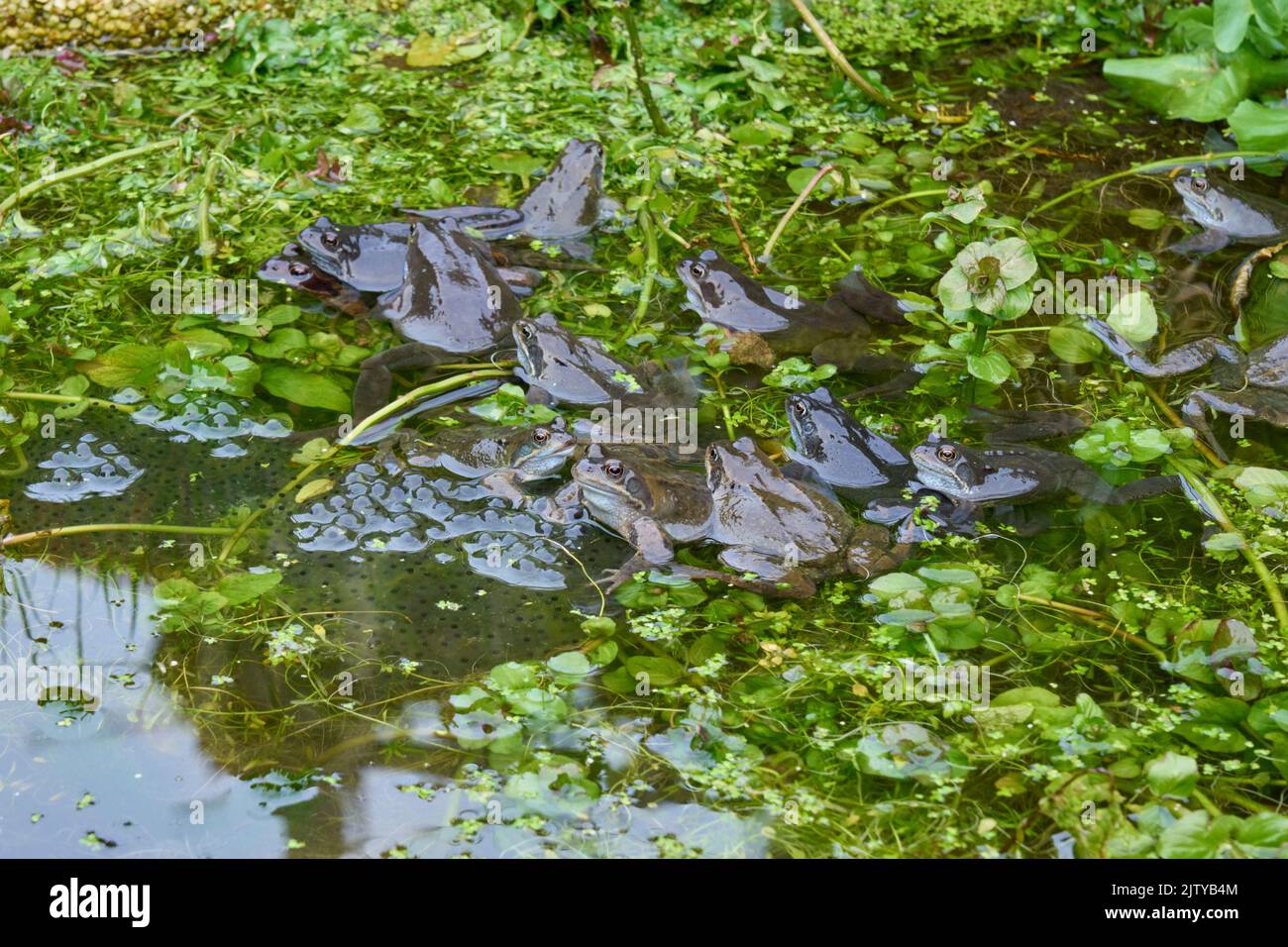 Common frogs (Rana temporaria) spawning in an urban garden pond ...