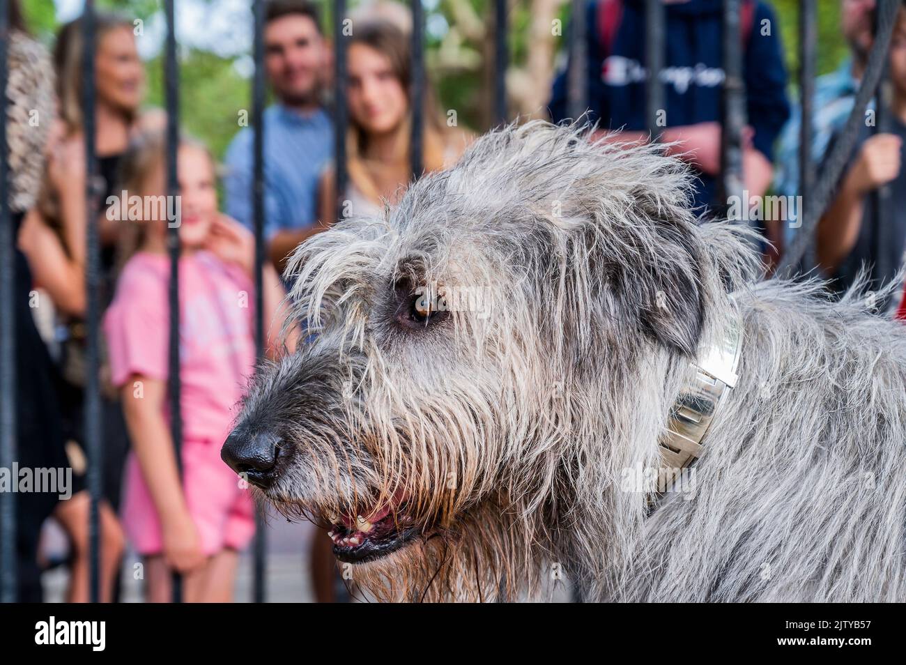 London, UK. 2nd Sep, 2022. Regimental Mascot, Irish Wolfhound Turlough ...