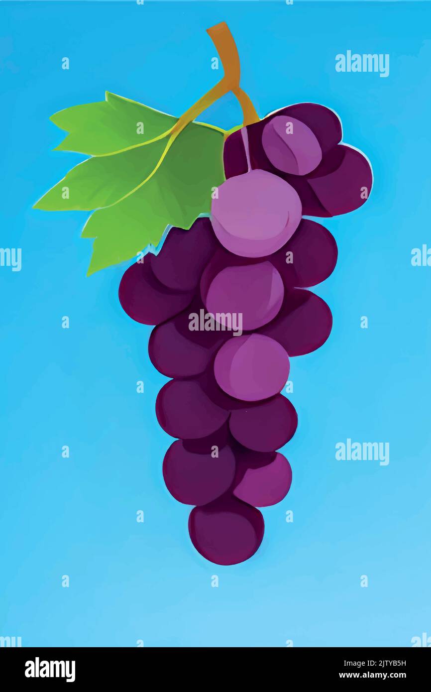 A vine of black grapes, a vertical vector illustration Stock Vector ...