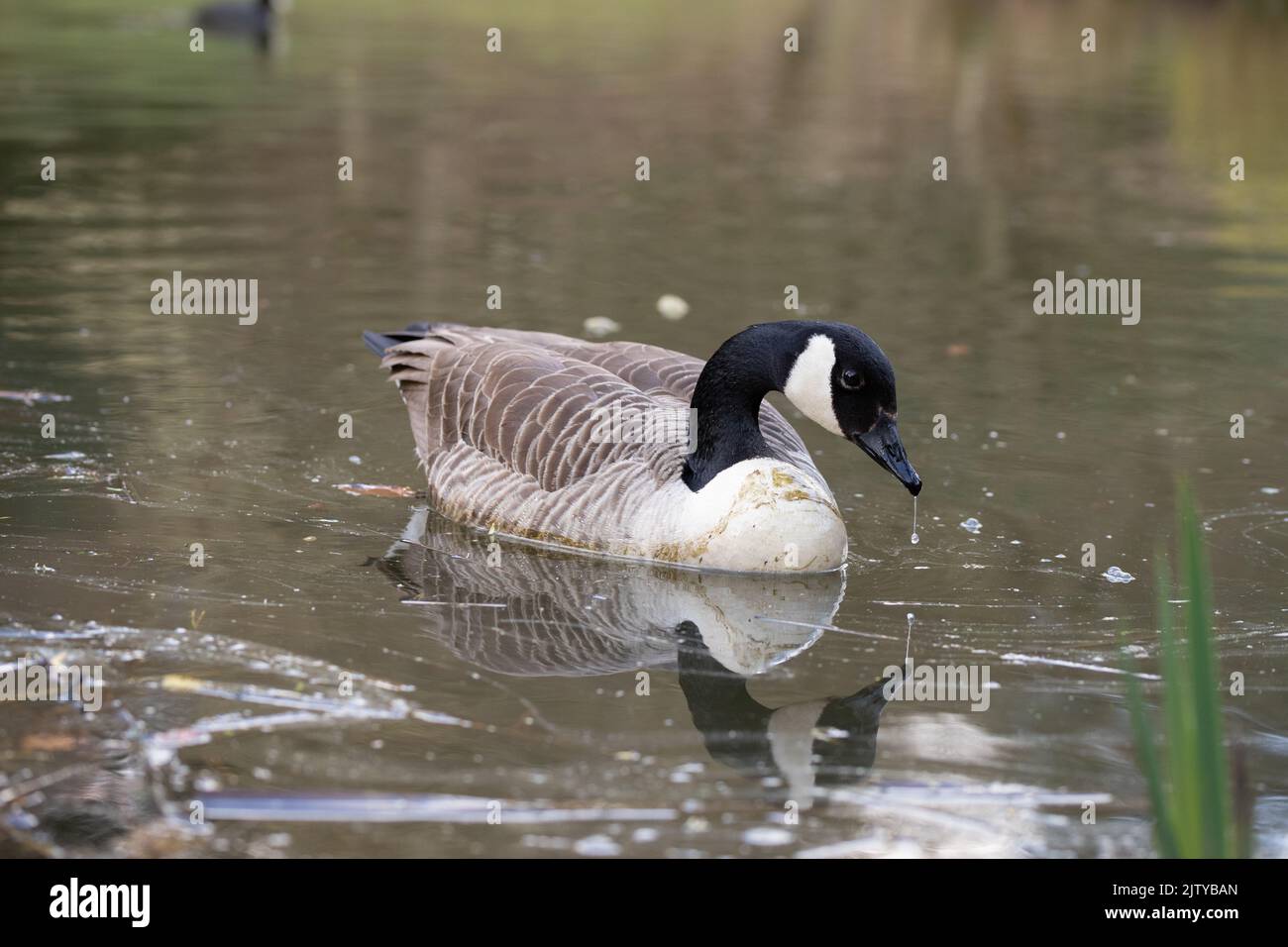 Friendly goose hi-res stock photography and images - Alamy