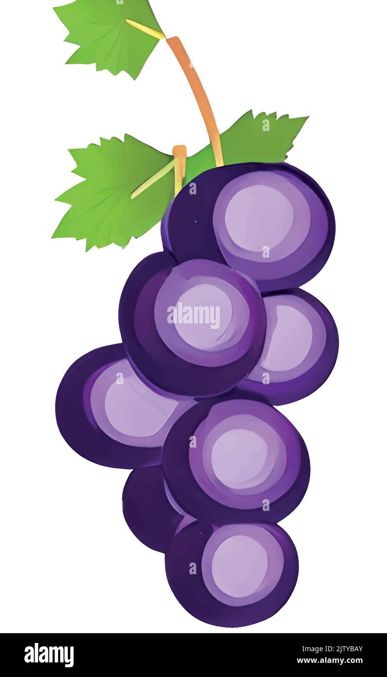 A vine of black grapes, a vertical vector illustration Stock Vector ...