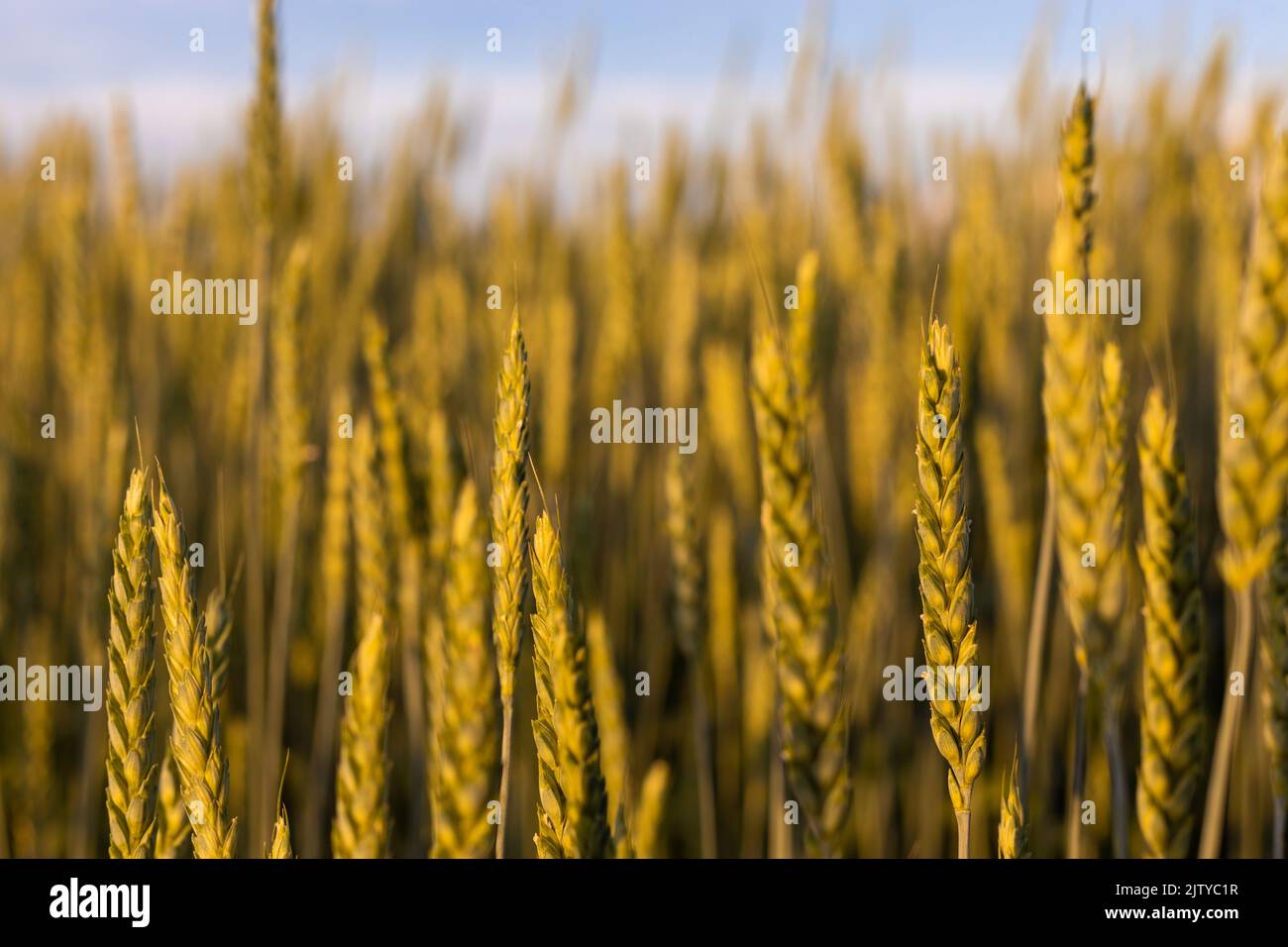 Ears of young wheat in the field. The concept of food crisis and ...