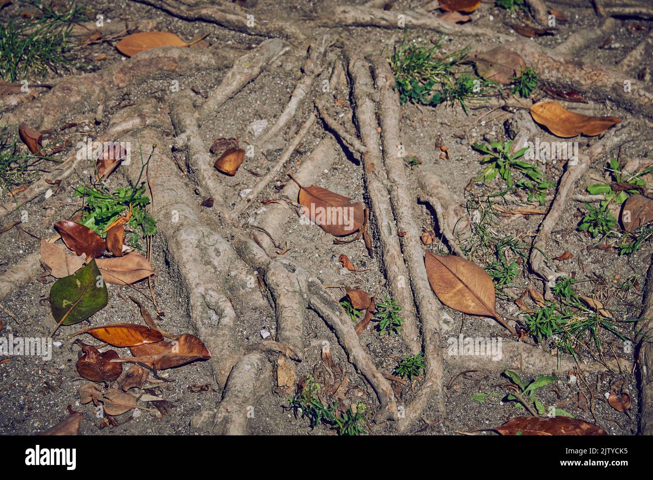 Fallen magnolia leaves on dry ground among the roots of a tree Stock ...