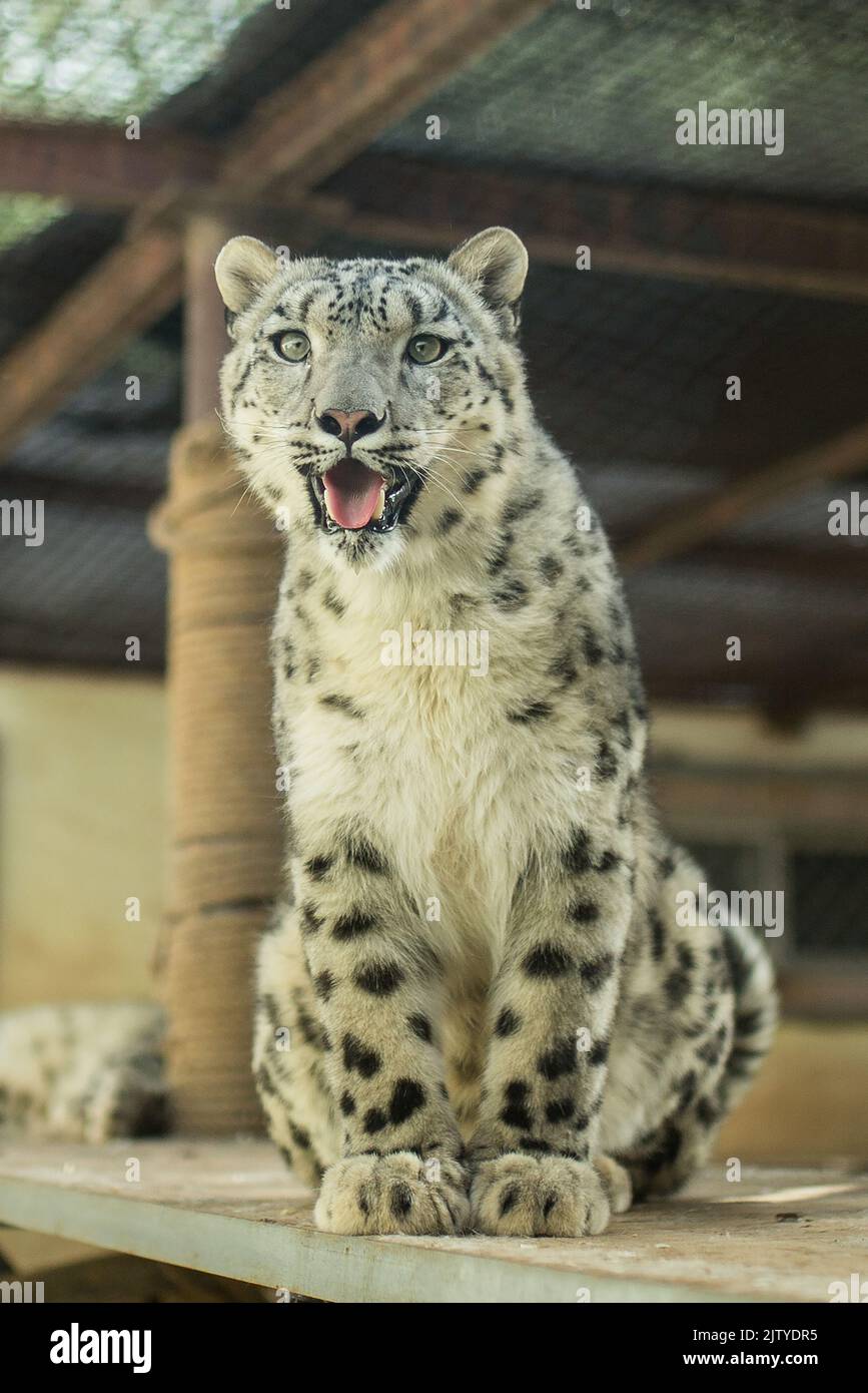 Snow leopard twins Shuimo and Youhua in Xining Zoo China Stock Photo - Alamy