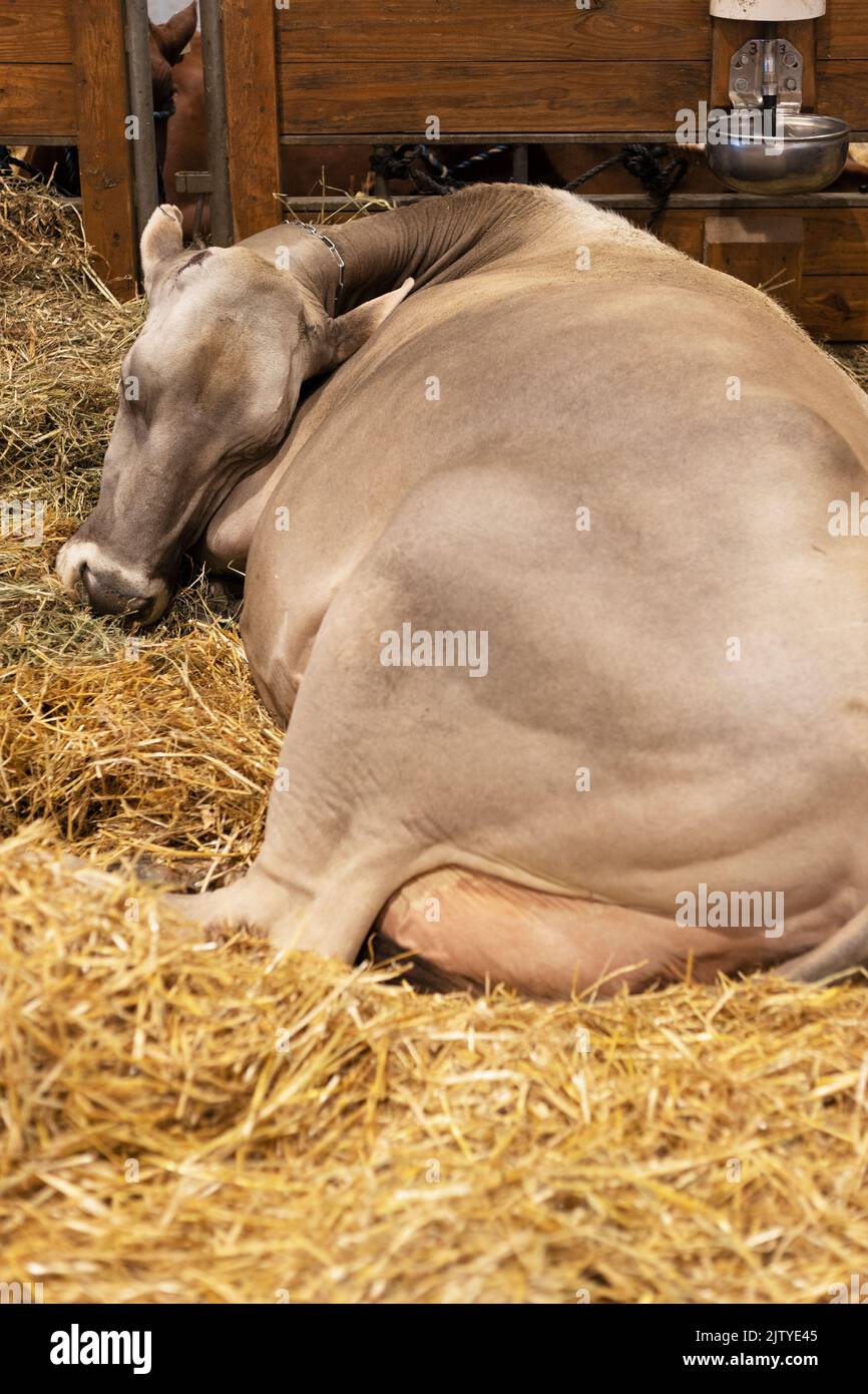 A large dairy cow asleep in her stall at the Minnesota State Fair in St ...