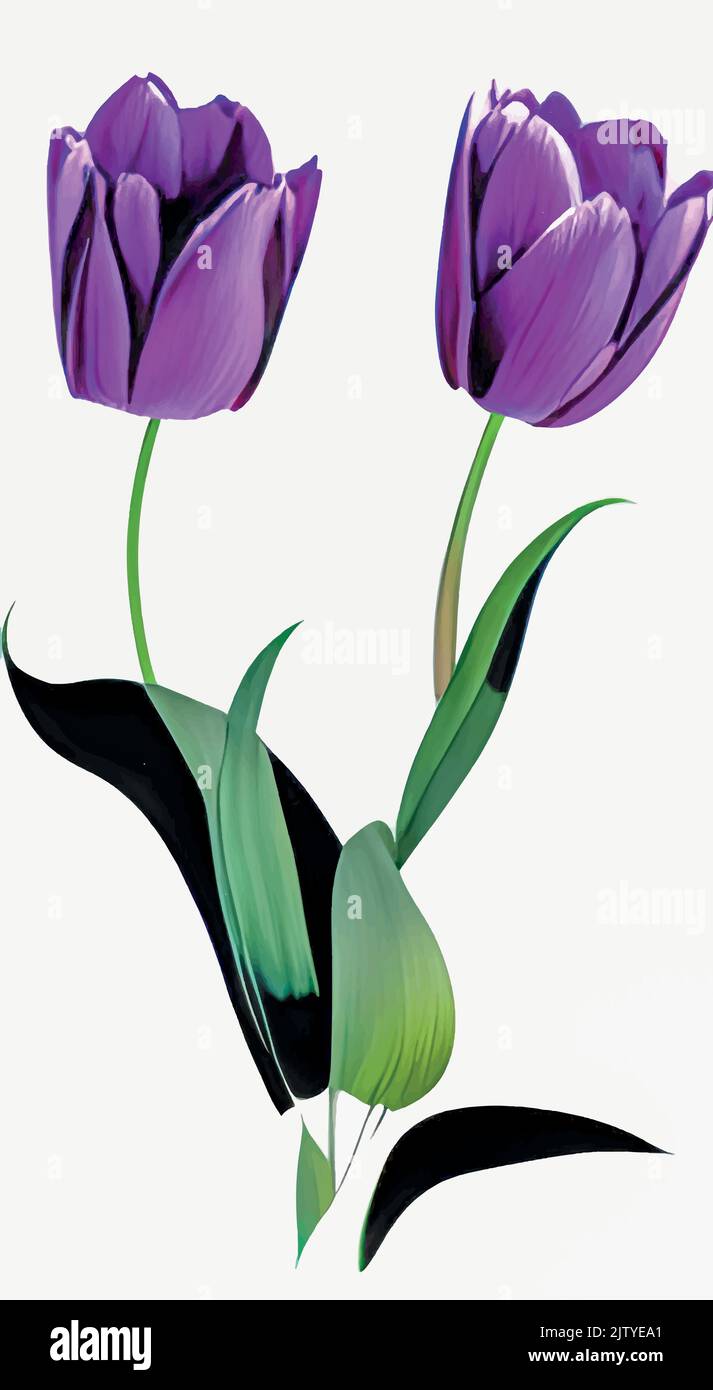 Two purple tulips vector illustration against a vertical white ...