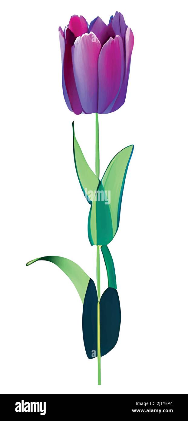 A purple tulip vector illustration against a vertical white background ...