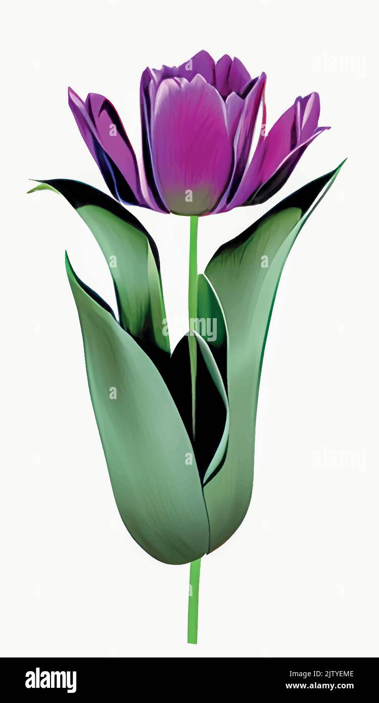 A purple tulip vector illustration against a vertical white background ...