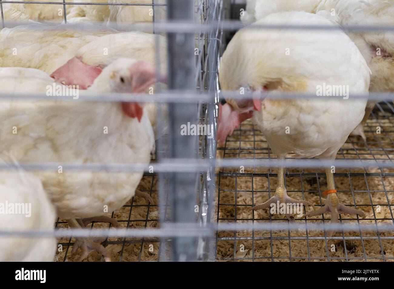 Hens standing on wire mesh floor at the Minnesota State Fair in St ...