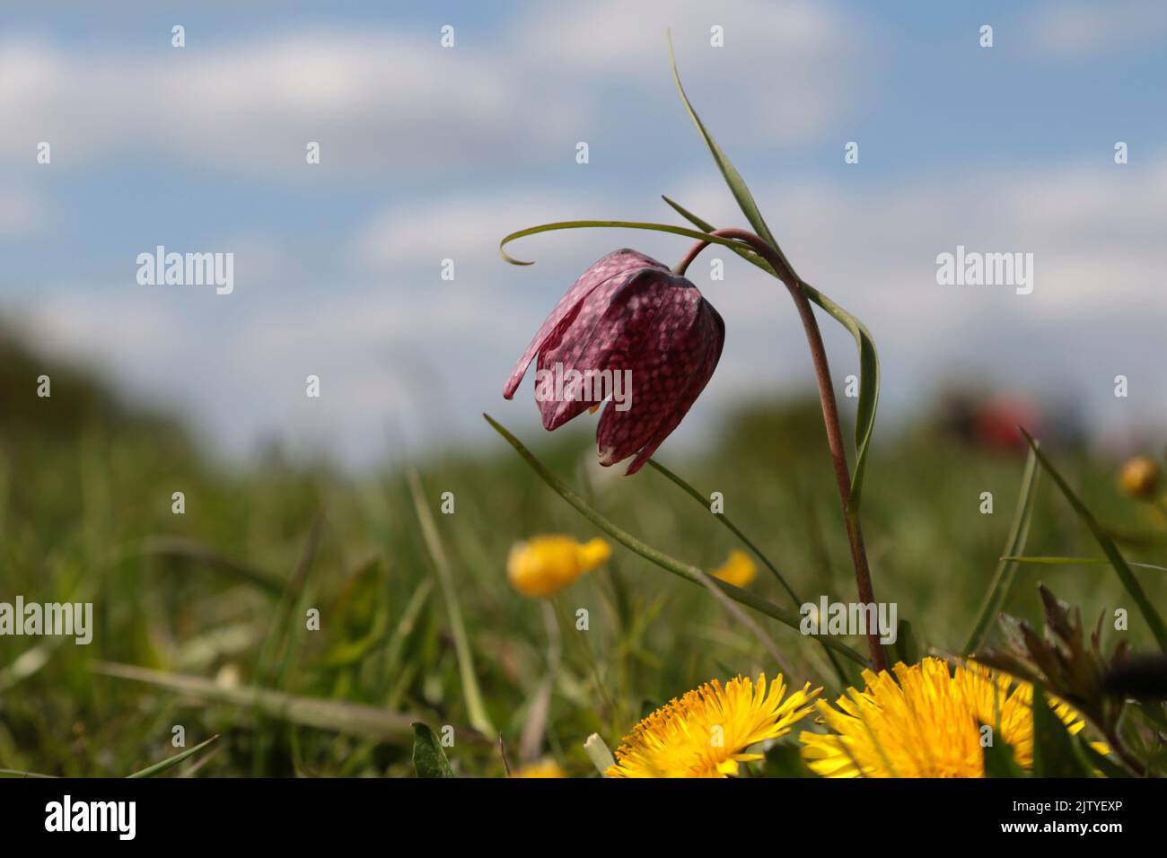 Checkered green lawn hi-res stock photography and images - Alamy