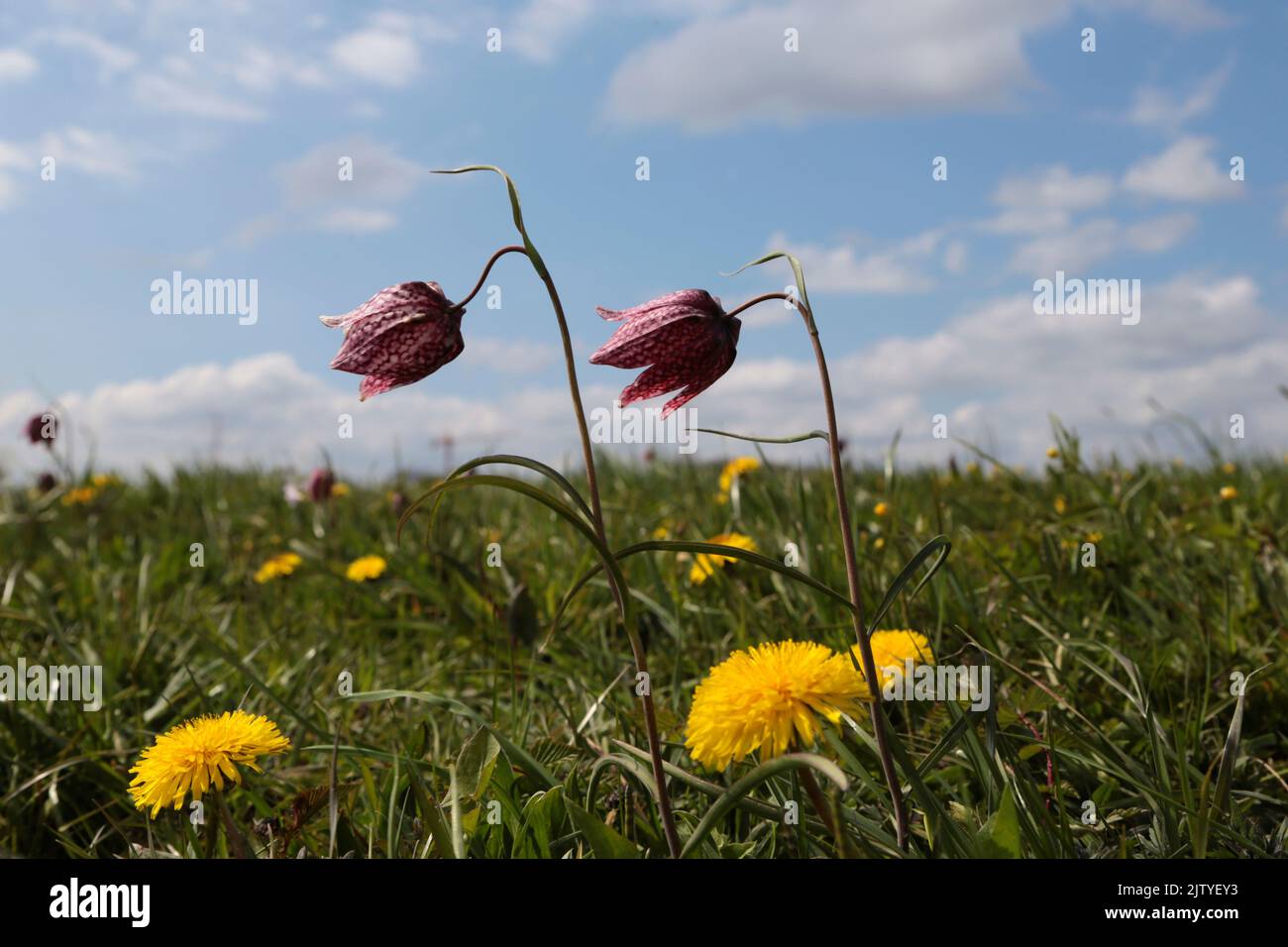 Checkered green lawn hi-res stock photography and images - Alamy