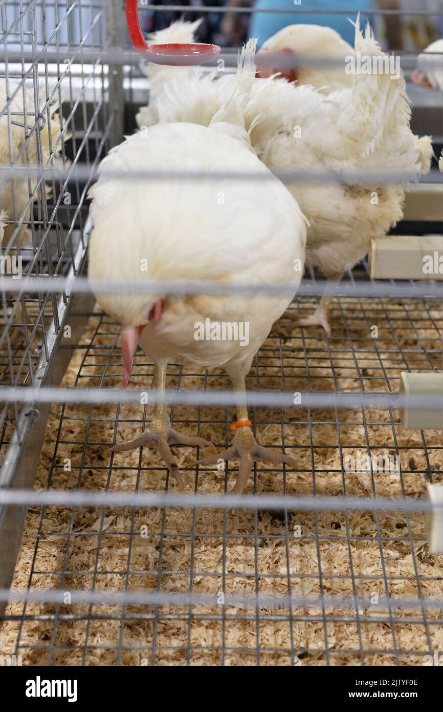 Hens standing on wire mesh floor at the Minnesota State Fair in St ...