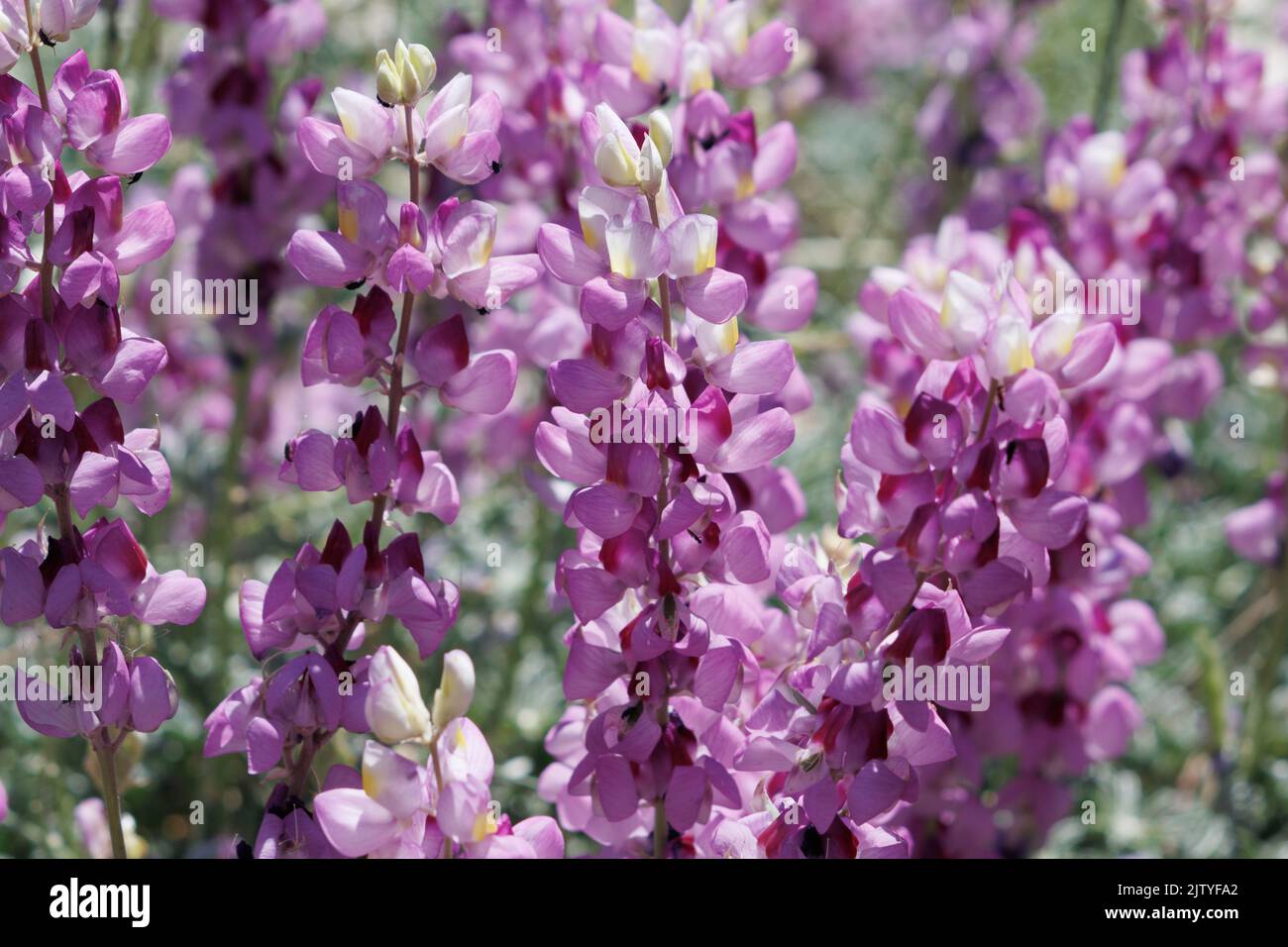 Pink flowering axillary raceme inflorescences of Lupinus Albifrons ...