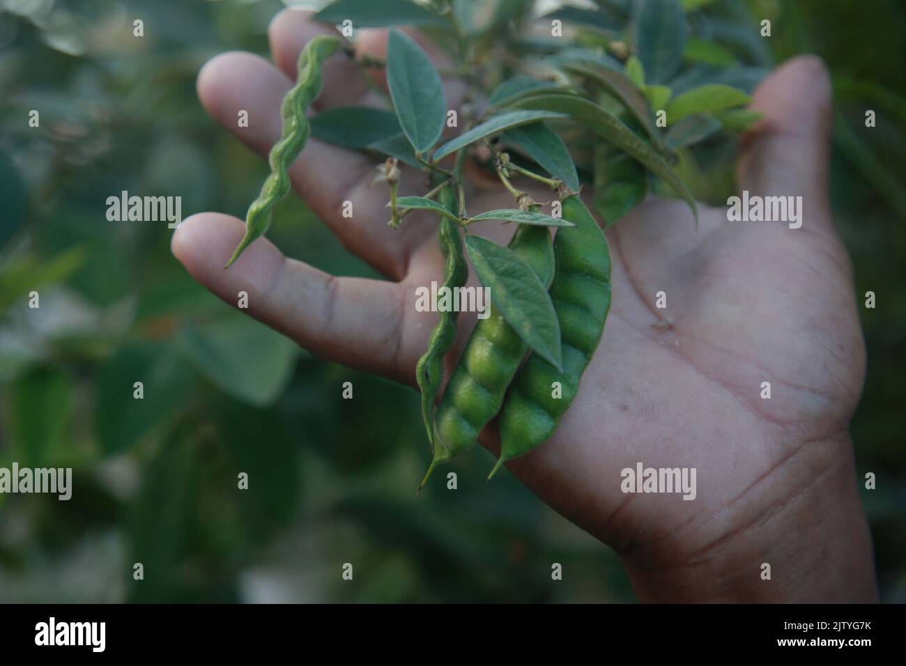 salvador, bahia, brazil - august 25, 2022: Guandu bean plant - Cajanus ...
