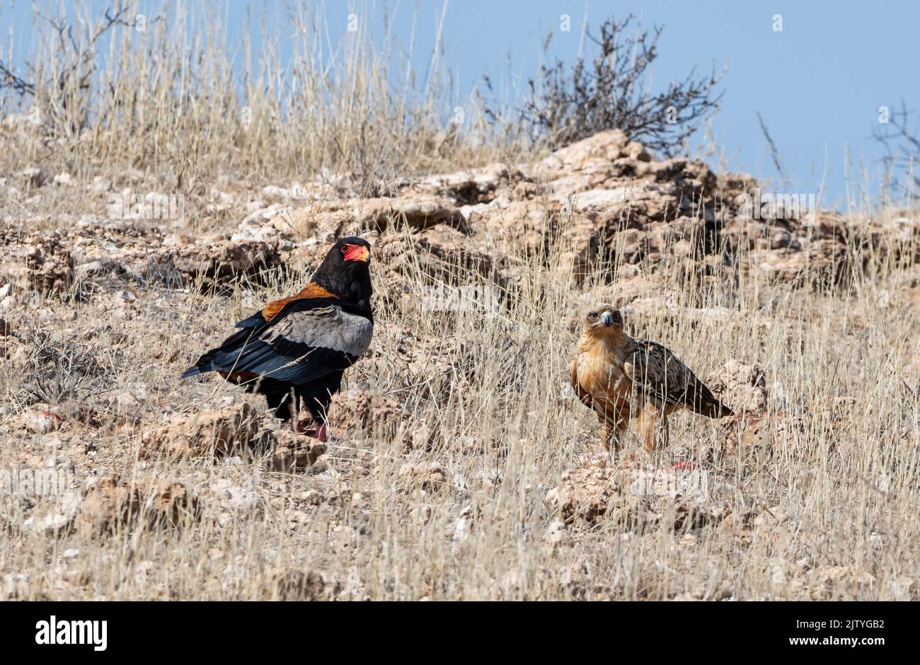 A Bateleur and a Tawny Eagle with remnants of a Springbok that had been ...
