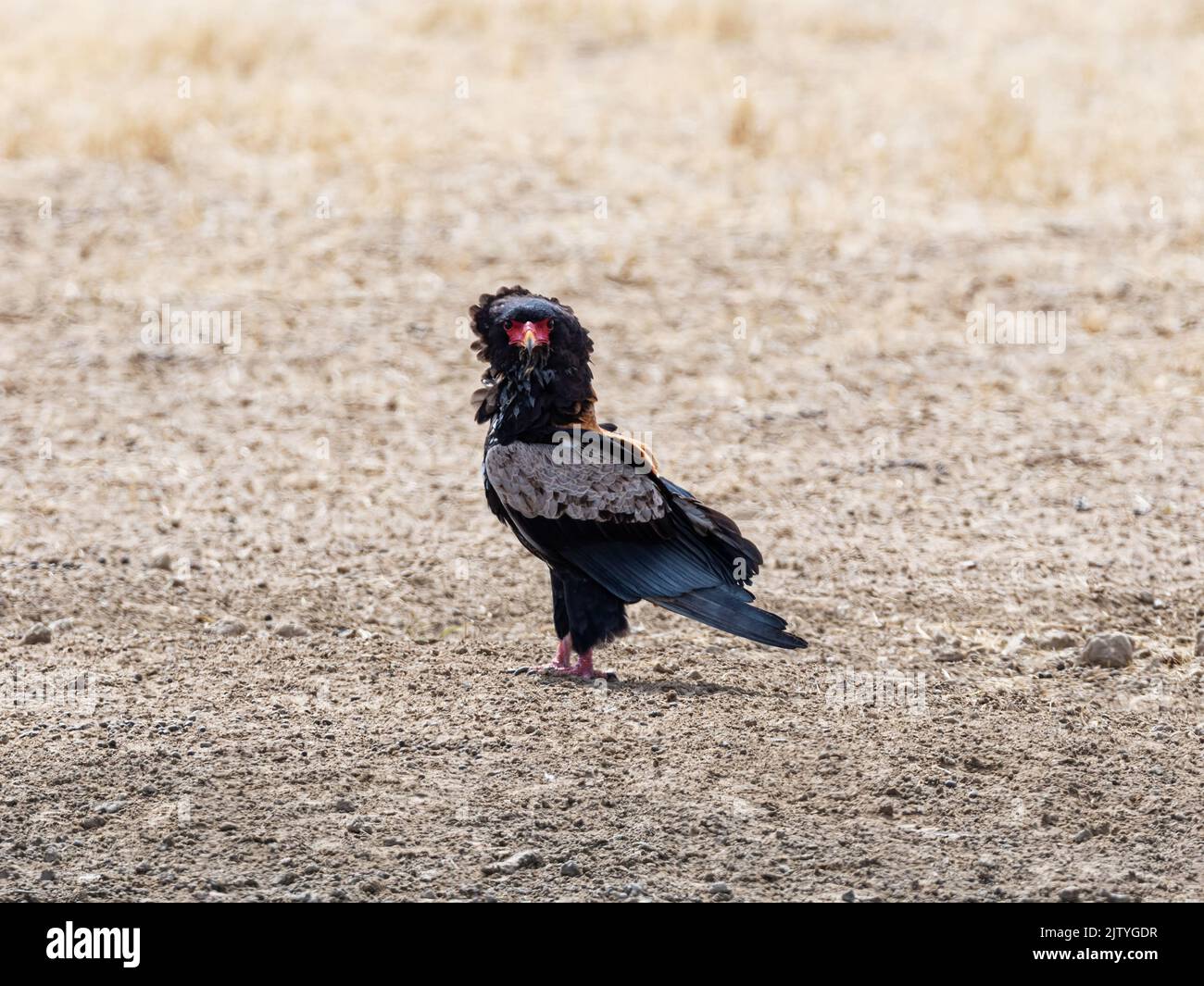 Bateleur on ground hi-res stock photography and images - Alamy