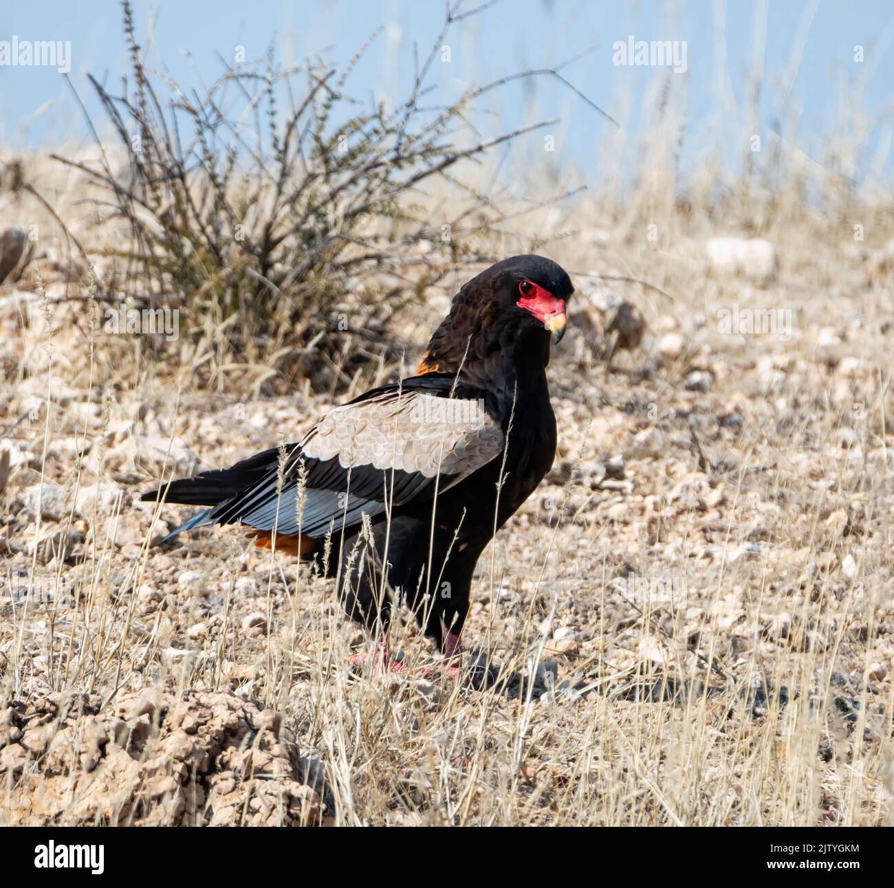 A Bateleur Eagle on the ground in Kalahari savannah Stock Photo - Alamy
