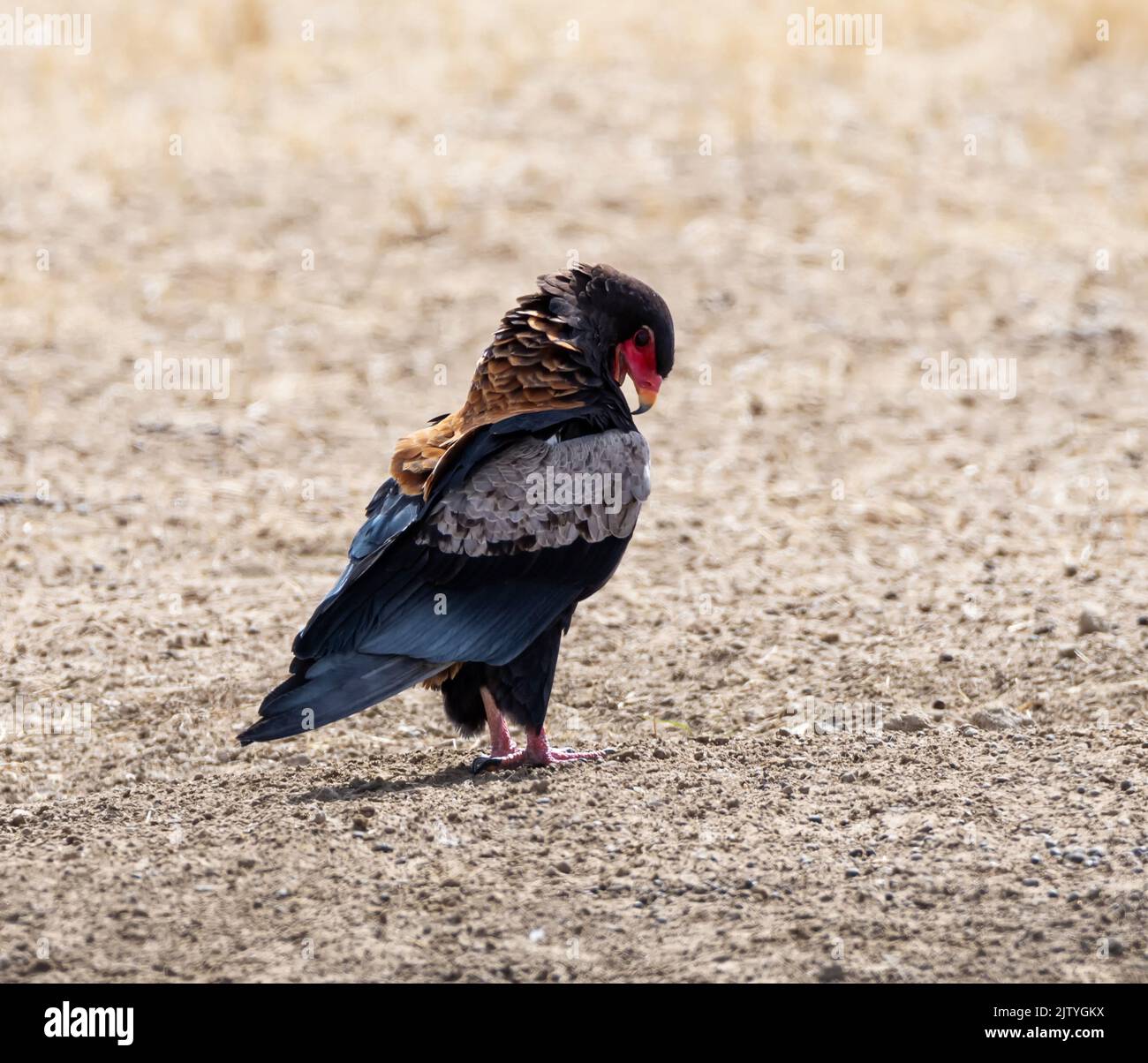 A Bateleur Eagle on the ground in Kalahari savannah Stock Photo - Alamy