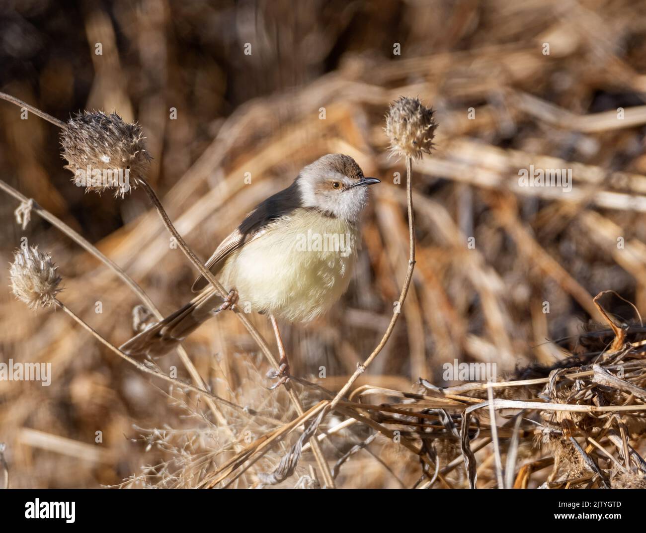 Prinia familiaris hi-res stock photography and images - Alamy