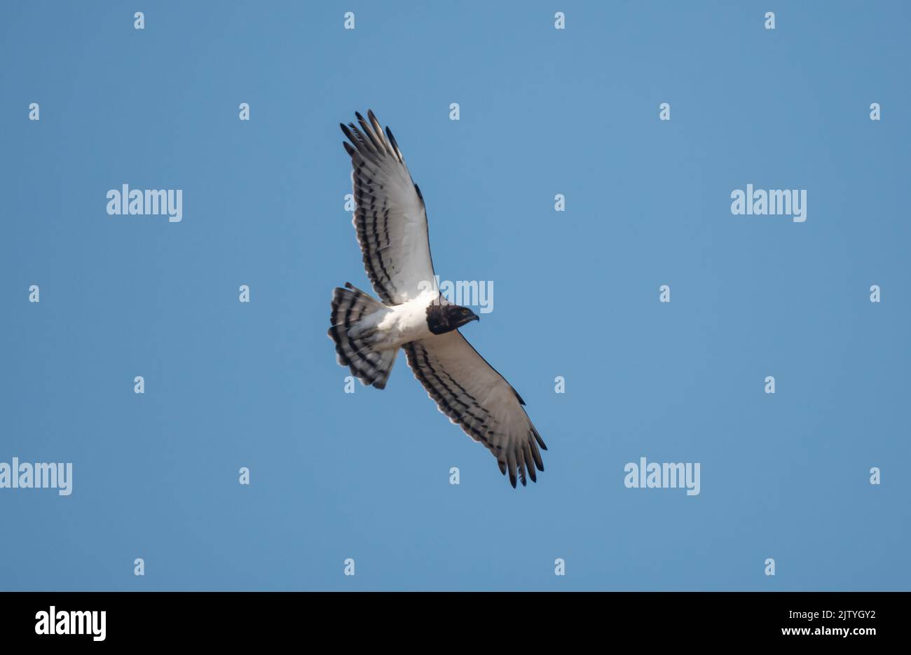 A Black-chested Snake Eagle in flight in Southern African savannah ...