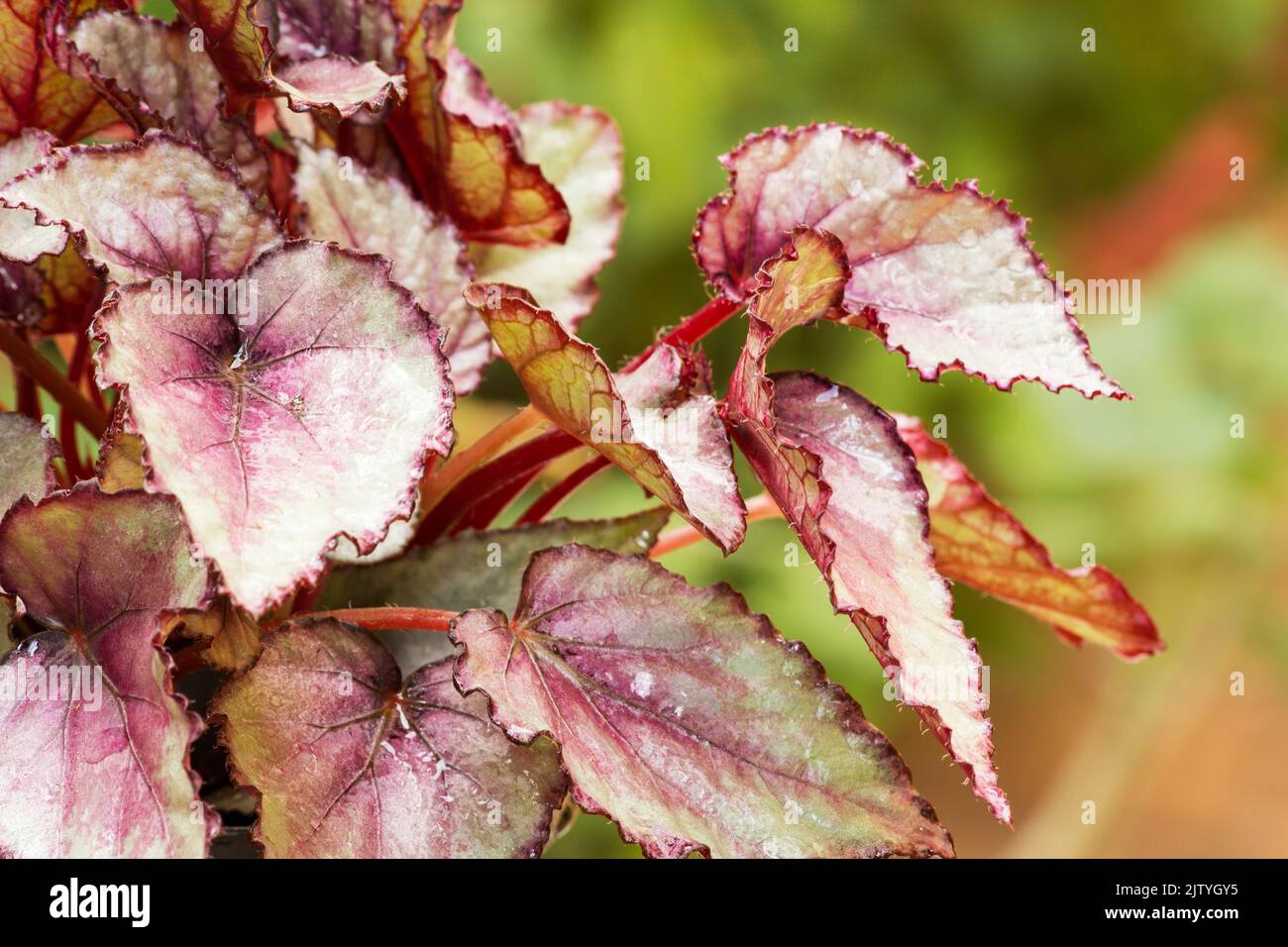 Begonia plant on natutal background Stock Photo - Alamy