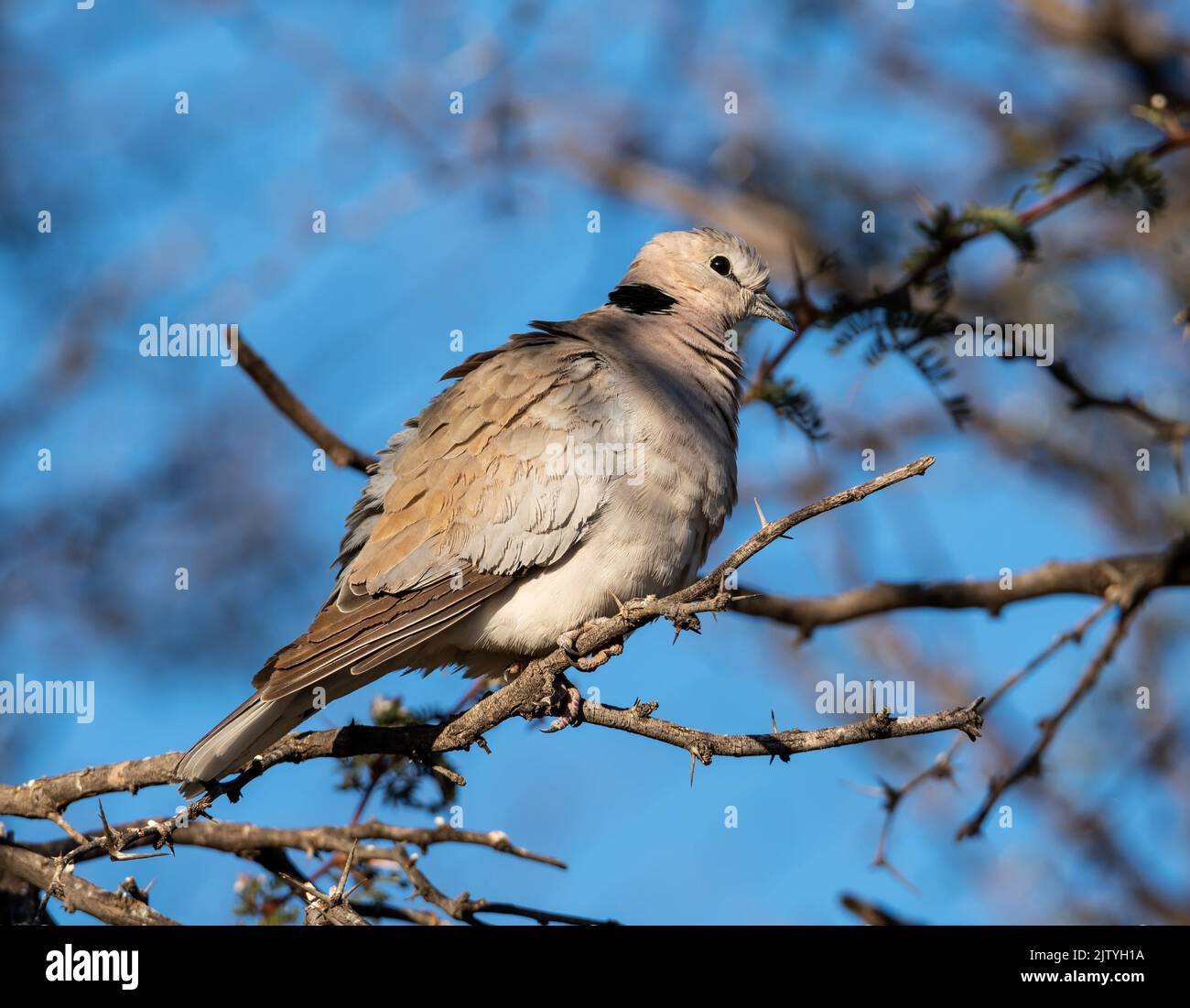 A Cape Turtle-Dove perched in a tree in Kalahari savannah Stock Photo ...