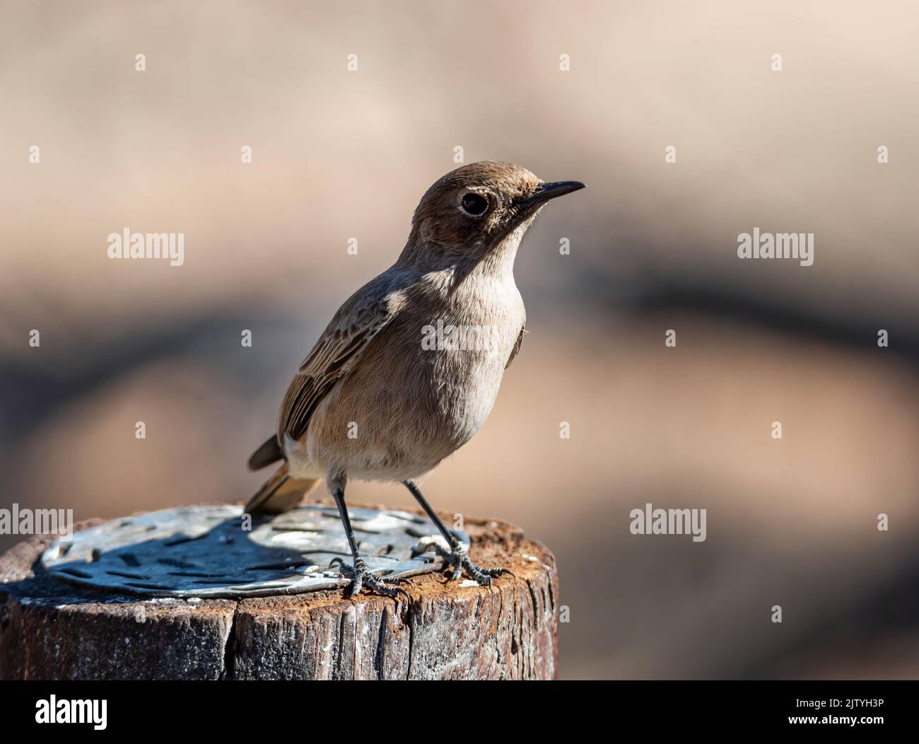 A Familiar Chat in Southern Africa Stock Photo - Alamy